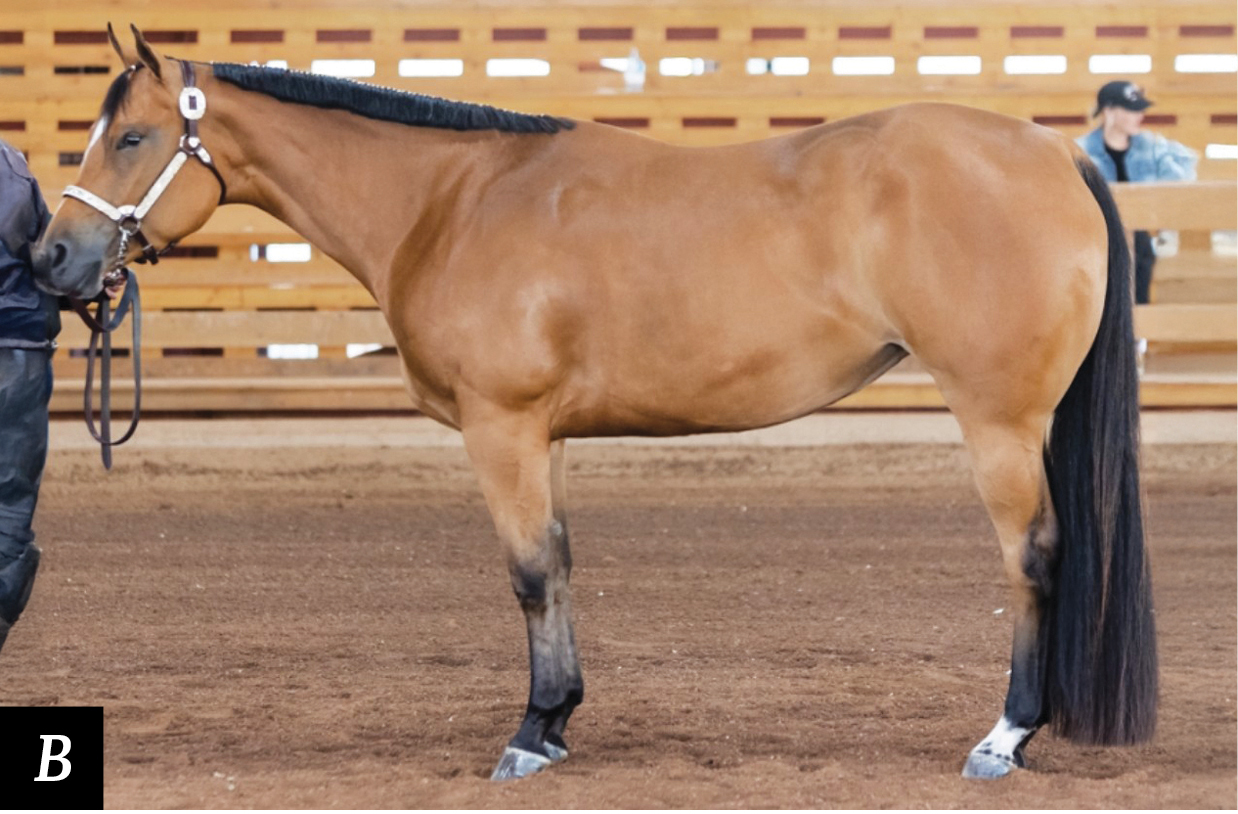 Conformation Clinic: Performance Mares - Horse and Rider
