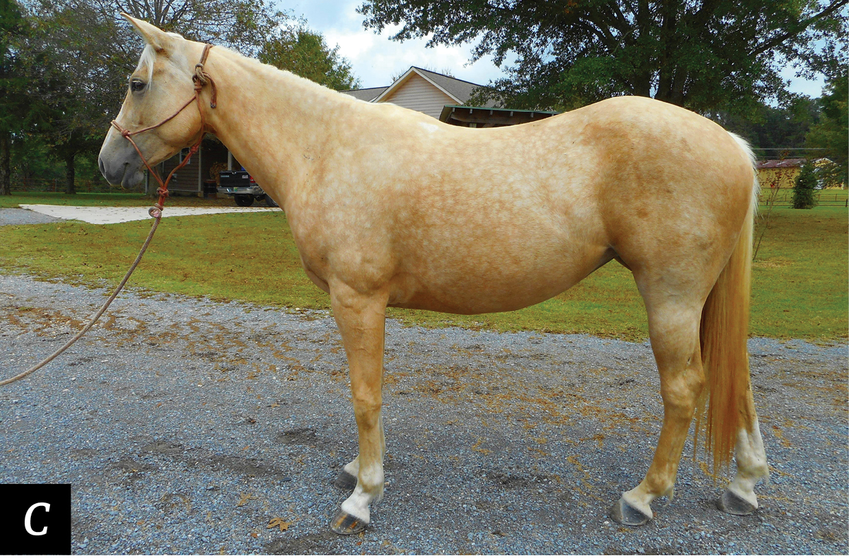 Conformation Clinic: Performance Mares - Horse and Rider