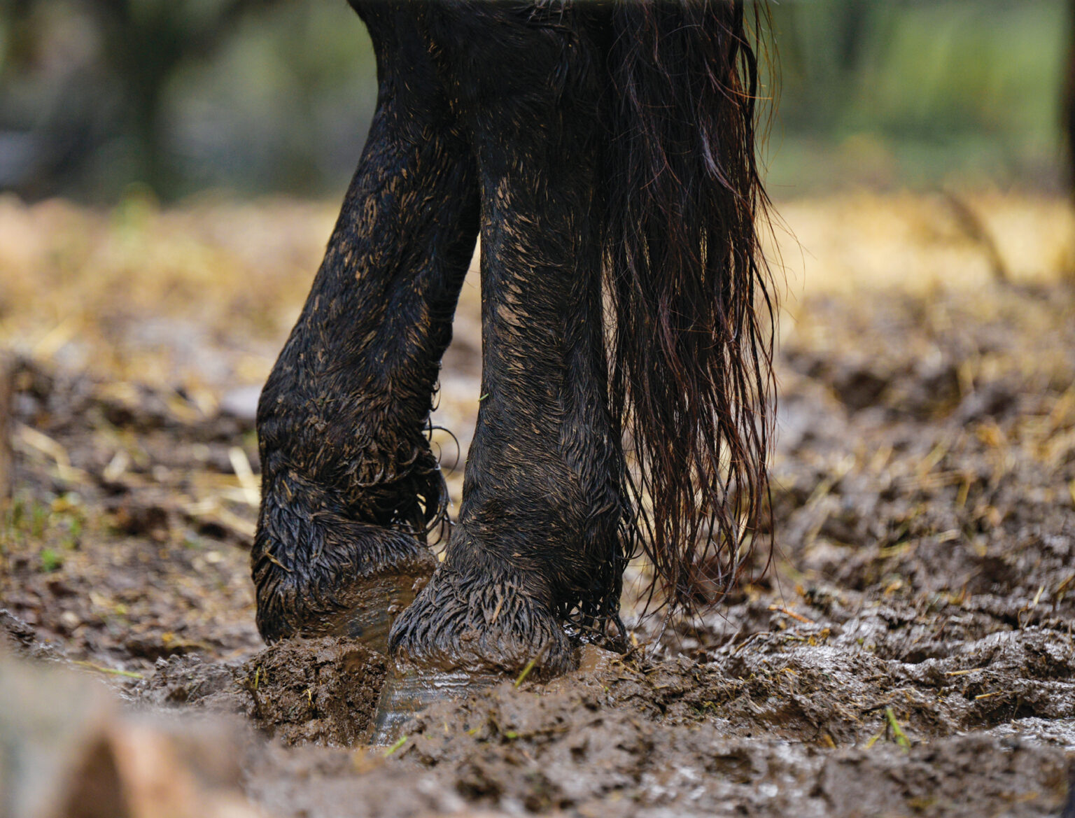 Soggy-Weather Skin Conditions - Horse and Rider