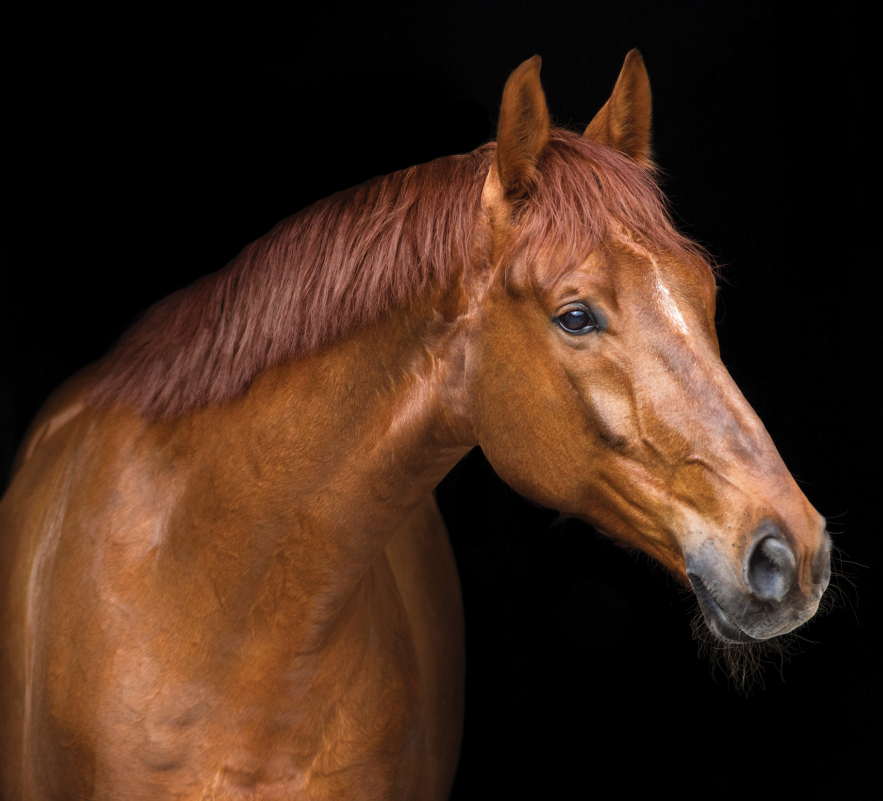 Colic Surgery: Words from the Wise - Horse&Rider