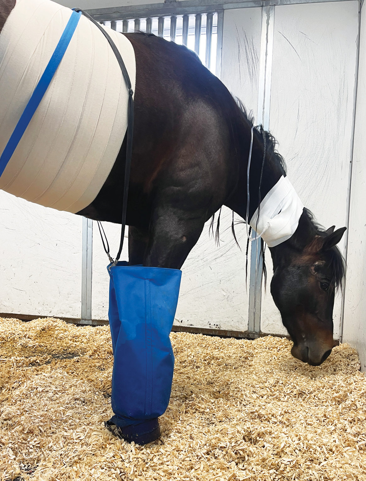 Colic Surgery: Words from the Wise - Horse and Rider
