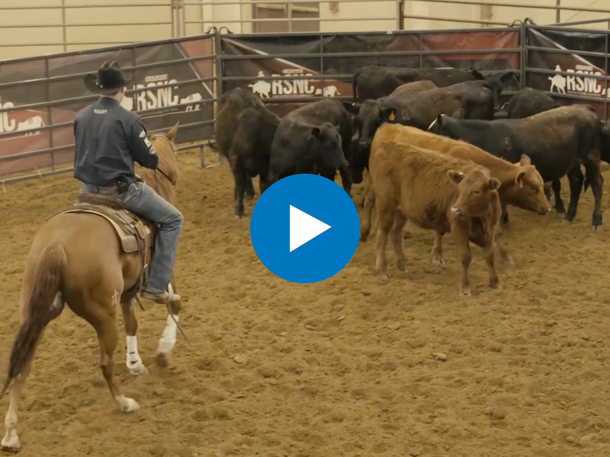 Learn How to Separate Your Cow Effectively in Ranch Sorting