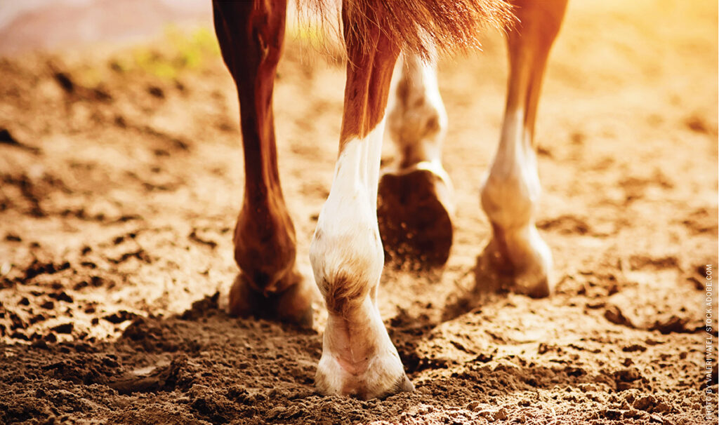 Osteoarthritis in the Hind Limb - Horse and Rider
