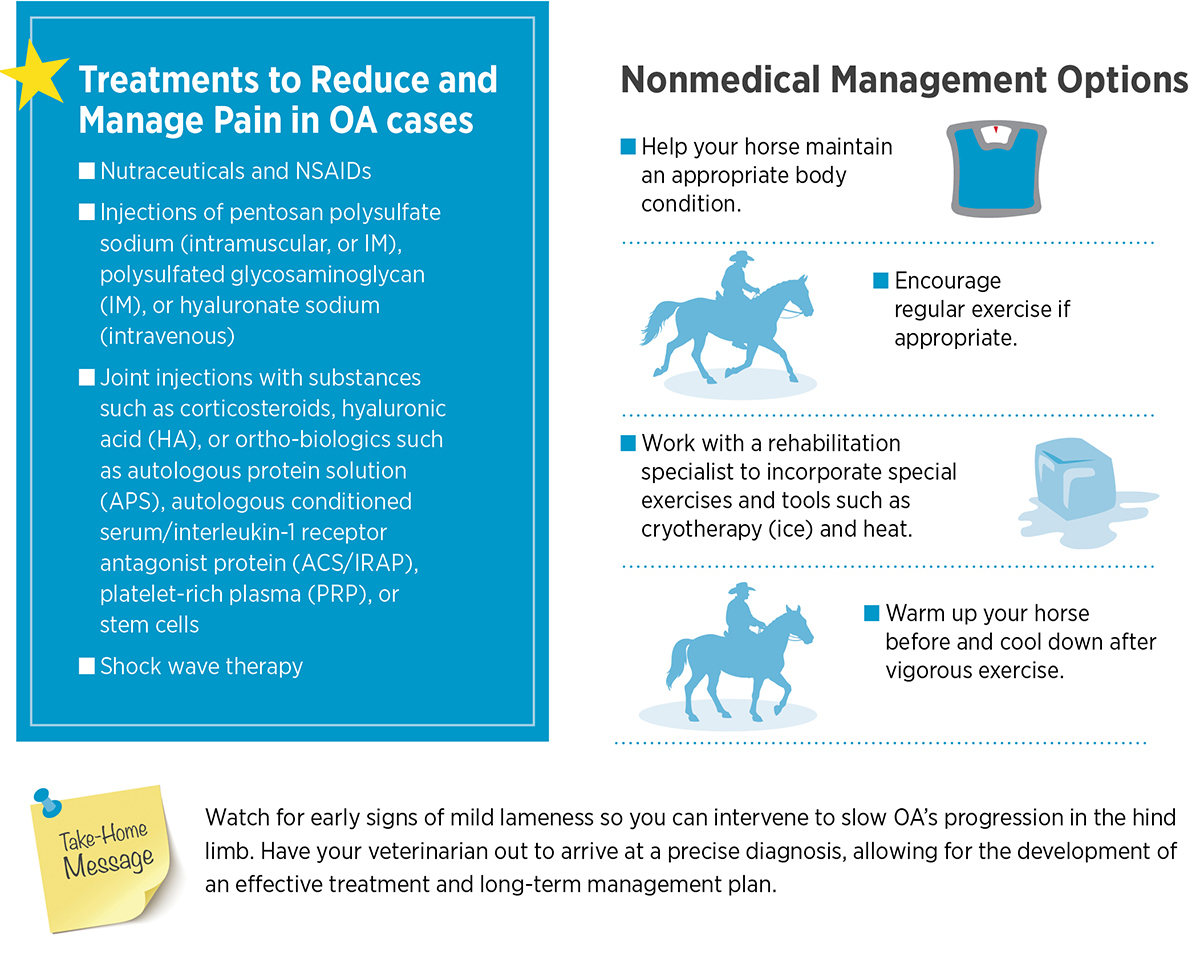 Osteoarthritis in the Hind Limb - Horse and Rider