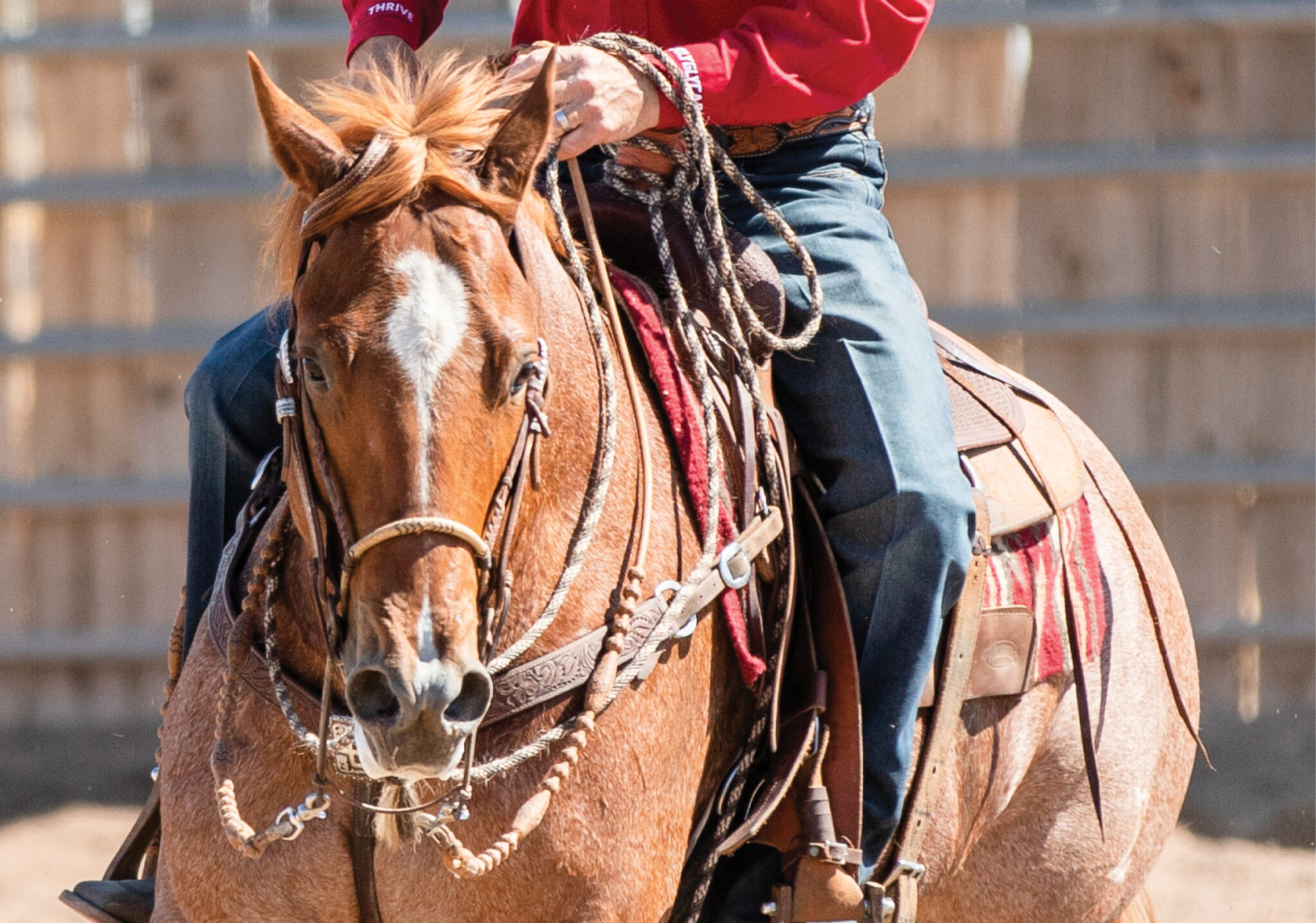 Transitioning a Horse to the Bridle: Two-Rein Basics