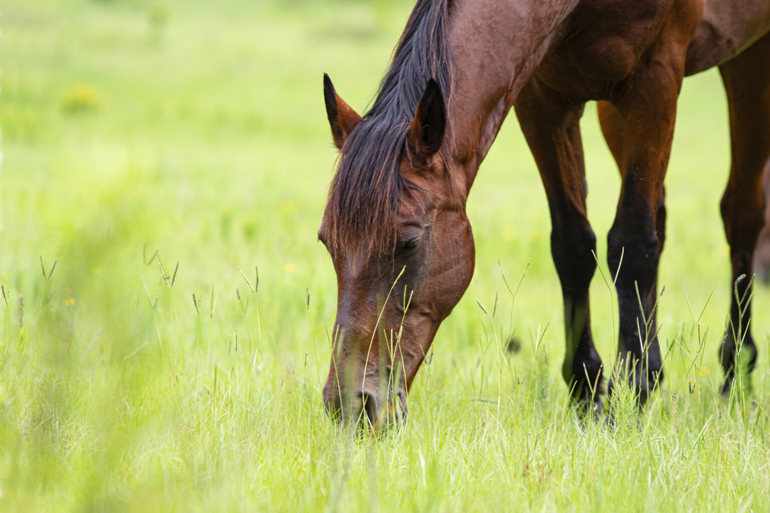 Groundbreaking Equine Endocrine Research - Horse and Rider