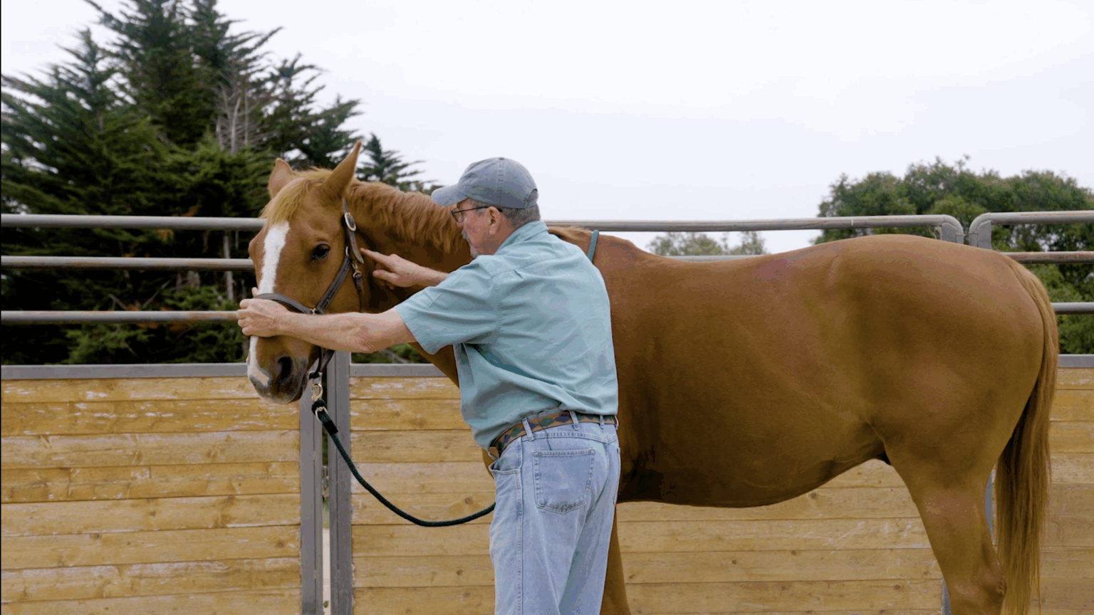 Front End Tension: Understanding Your Horse's Needs