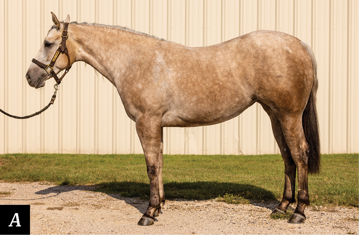 Conformation Clinic: 2-Year-Old Reining Mares