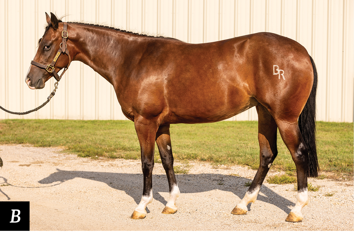 Conformation Clinic: 2-Year-Old Reining Mares