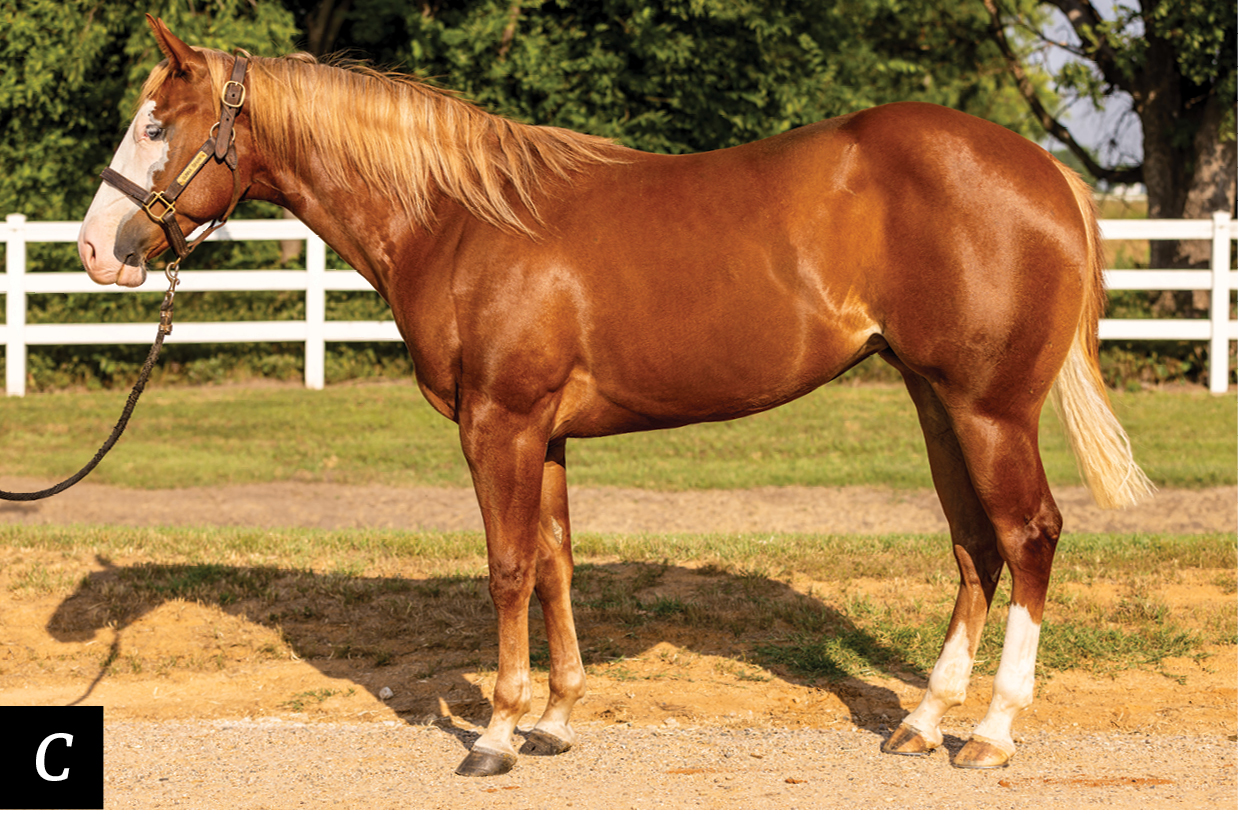 Conformation Clinic: 2-Year-Old Reining Mares