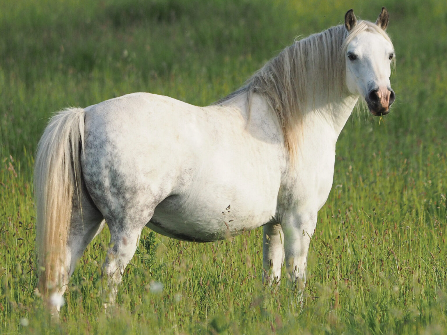 Rehabbing a Foundered Horse