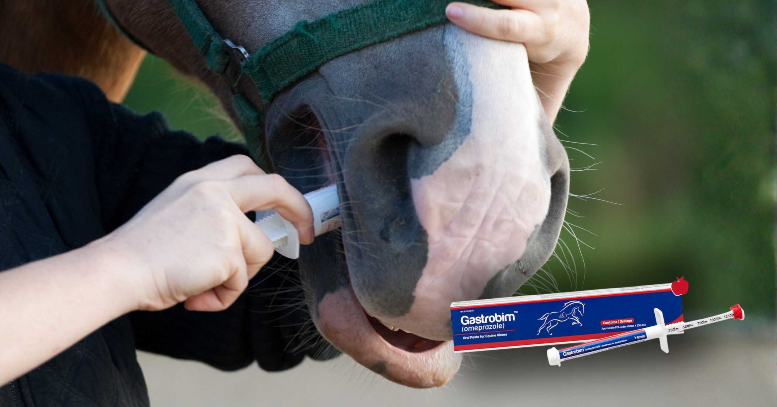 FDA Approves Gastrobim, Generic Gastrogard for Equine Ulcers