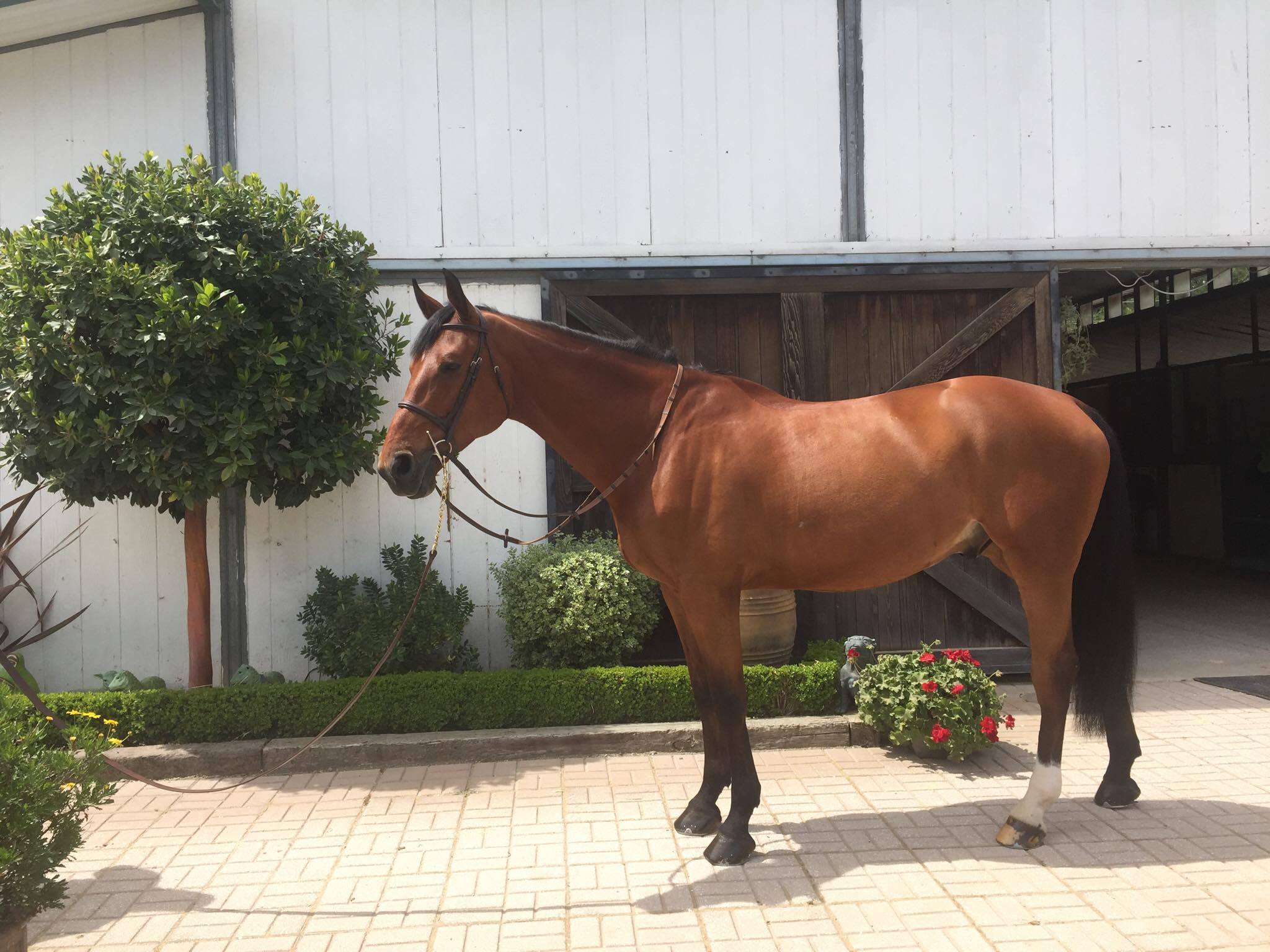 06-07-2017 by HORSELOVERZ.COM - DSLD More Than Dropped Fetlocks ...