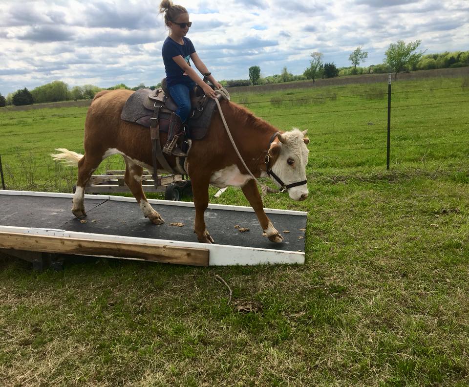 Cow Training, Garrocha Pole, Horse Training Questions, Mary Kitzmiller ...