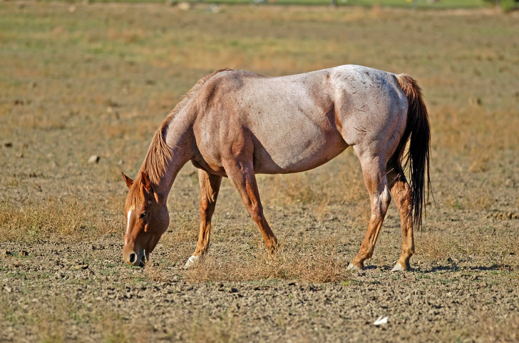 A Comprehensive Guide to Common Horse Coat Colors - My New Horse