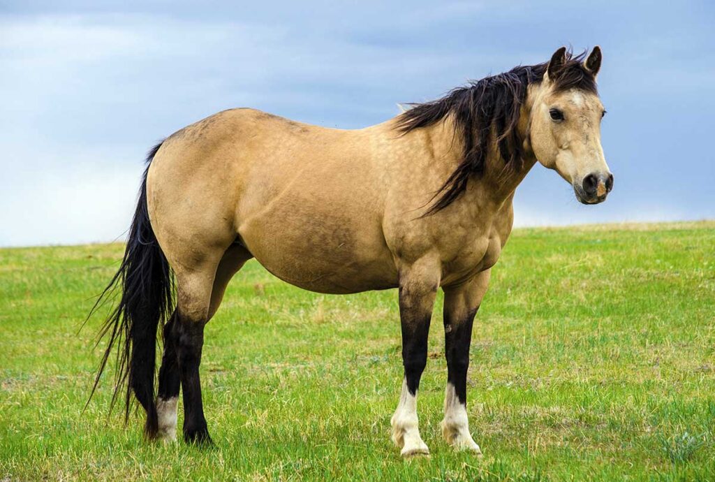 A Comprehensive Guide to Common Horse Coat Colors - My New Horse