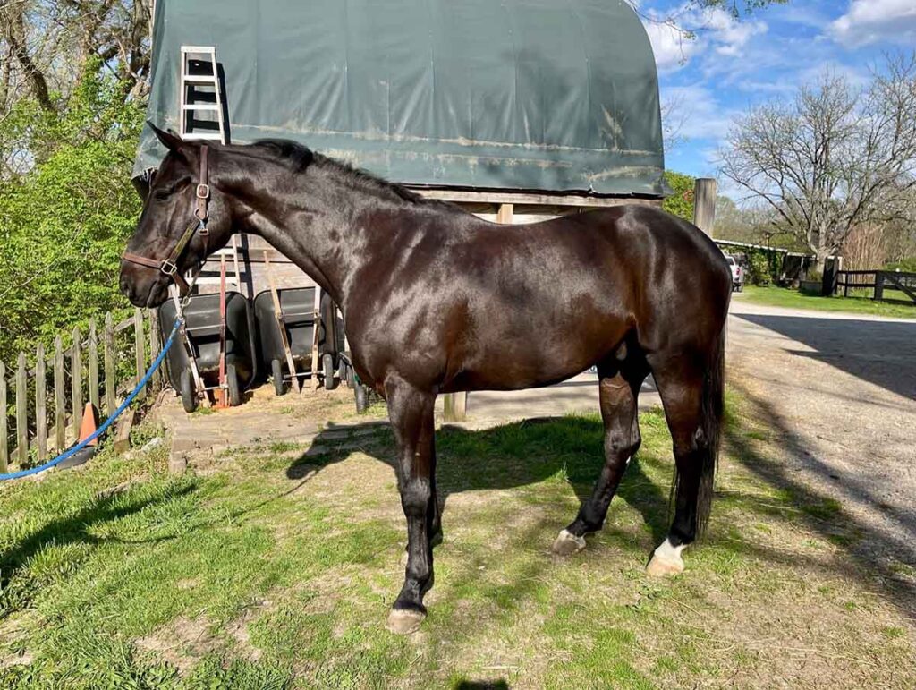 A Comprehensive Guide to Common Horse Coat Colors - My New Horse