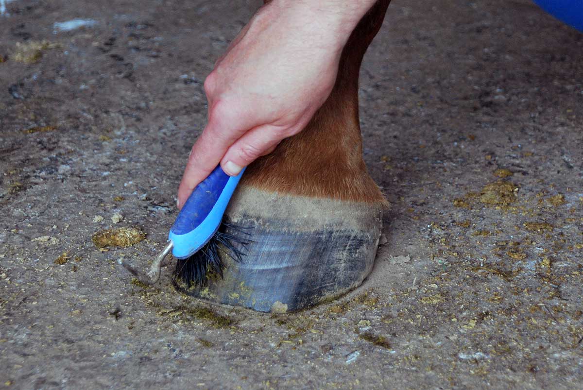 How To Pick a Horse’s Hooves: A Step-by-Step Guide - My New Horse