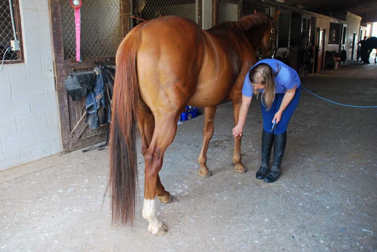 How To Pick a Horse’s Hooves: A Step-by-Step Guide - My New Horse