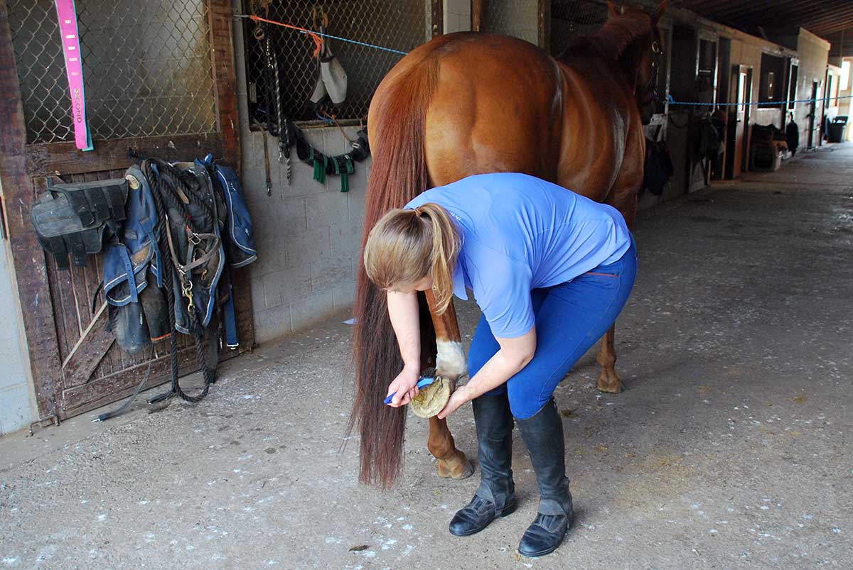 How To Pick a Horse’s Hooves: A Step-by-Step Guide - My New Horse
