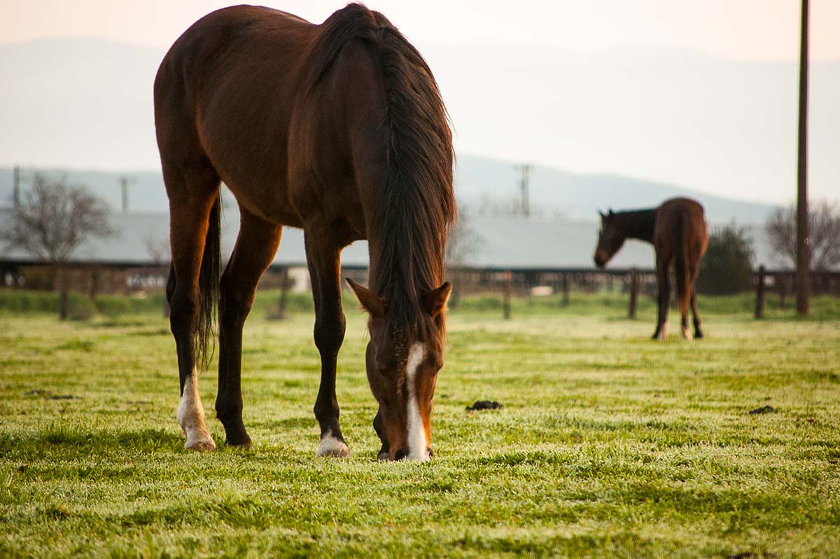 How To Decide Between a Stall, Pasture, or Both for Your Horse - My New ...