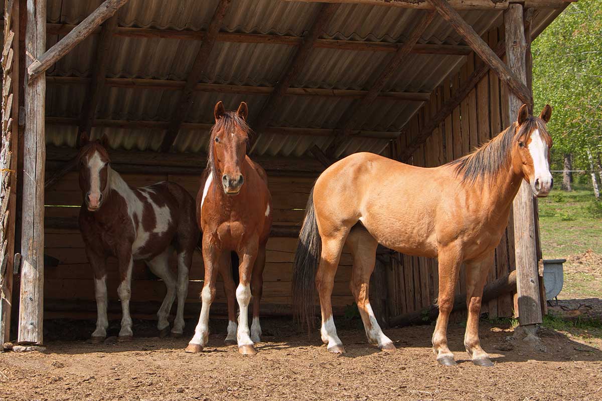 Home Sweet Home: A Guide to Horse Housing Options - My New Horse