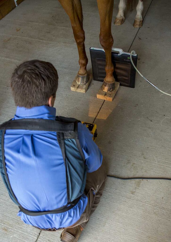 Prepurchase Exam for Horses: What You Need to Know - My New Horse