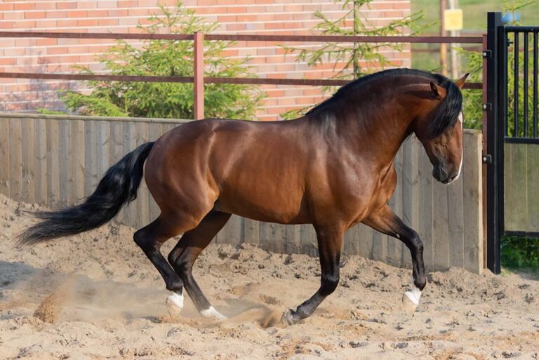 A Beginner’s Guide to Horse Breeds - My New Horse