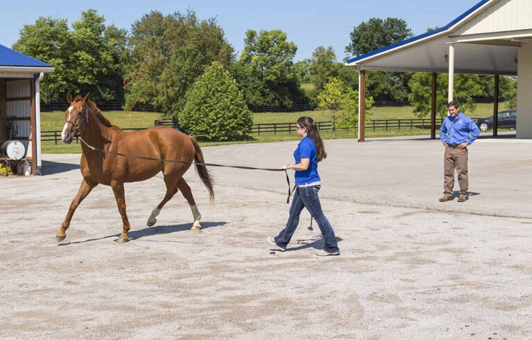 Why Is My Horse Limping? Causes of Equine Lameness - My New Horse