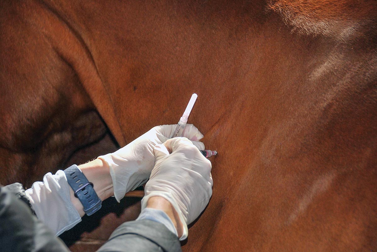 Year-Round Horse Health Care: What To Do and When - My New Horse