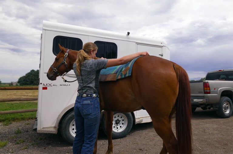 How To Saddle a Horse With a Western Saddle - My New Horse