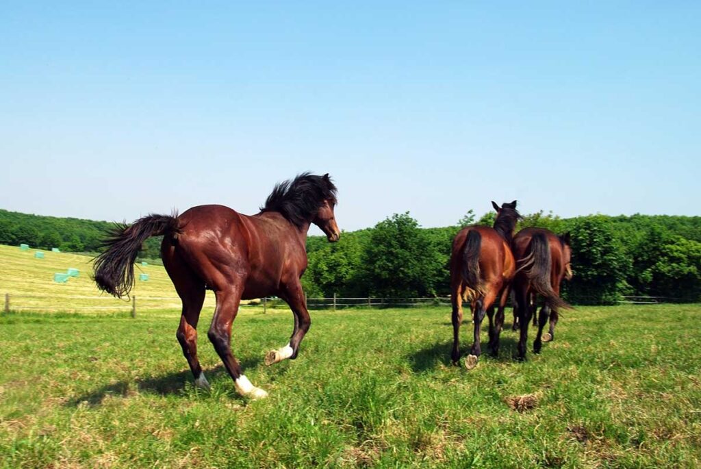 Smart Strategies for Handling Anxious Horses - My New Horse