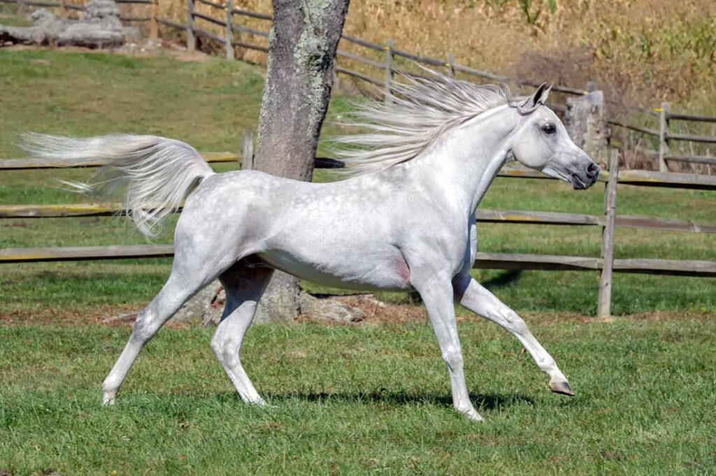 What Is the Fastest Horse in the World? - My New Horse