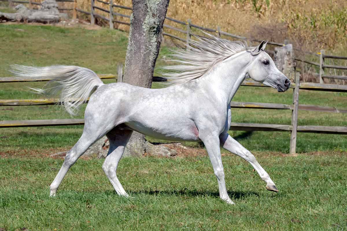 What Is the Fastest Horse in the World? - My New Horse