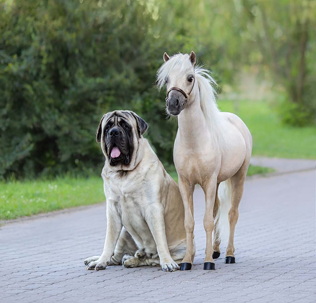 The American Miniature Horse: A Guide to This Adorable Breed - My New Horse