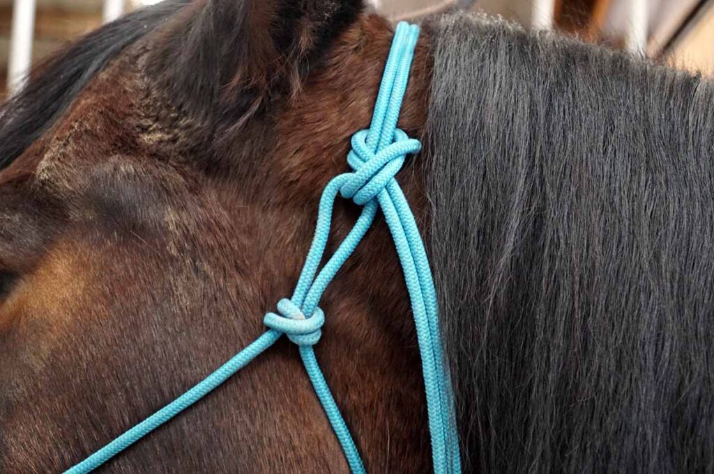 Understanding Types of Horse Halters (& How To Put Them On) - My New Horse