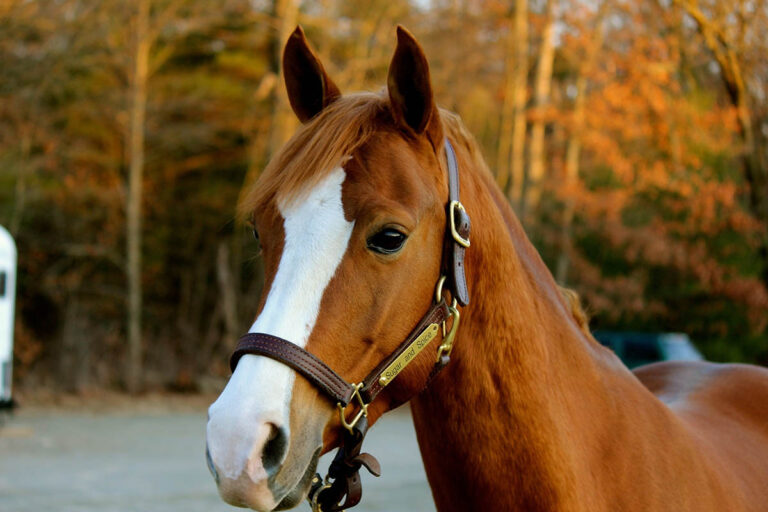 Understanding Types of Horse Halters (& How To Put Them On) - My New Horse