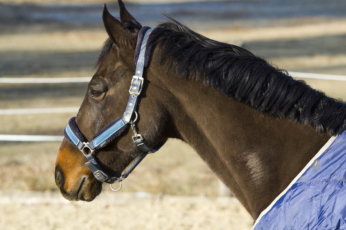Understanding Types of Horse Halters (& How To Put Them On) - My New Horse