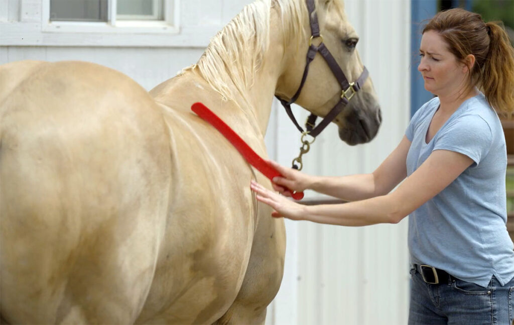 How To Bathe Your Horse: The Ultimate Guide - My New Horse