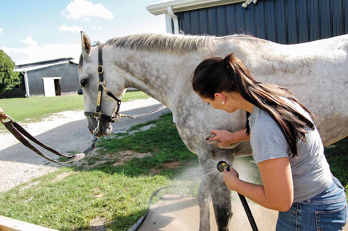 Types of Horse Wounds and How To Treat Them - My New Horse