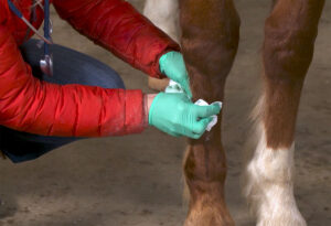 How To Clean and Treat Horse Wounds - My New Horse