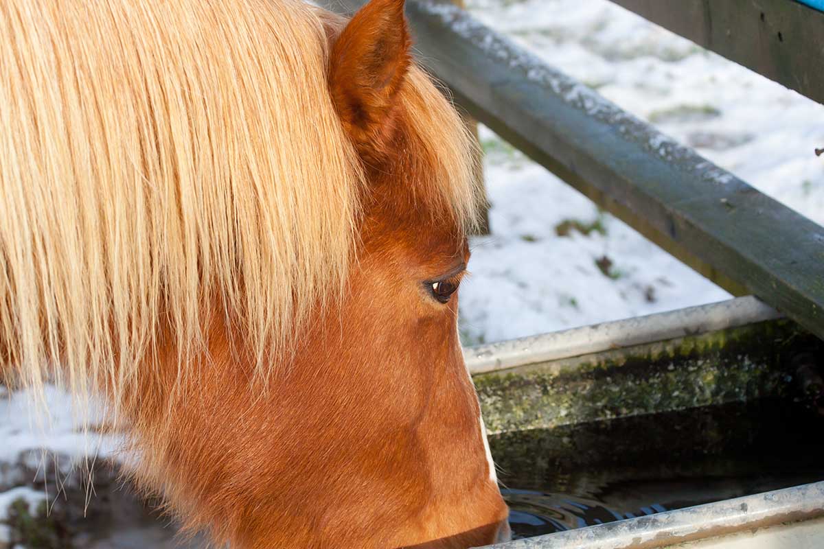 Everything You Need to Know About Impaction Colic in Horses - My New Horse