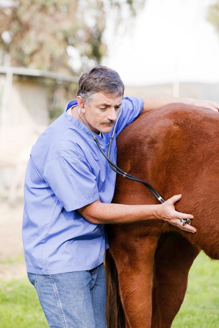 Everything You Need to Know About Impaction Colic in Horses - My New Horse