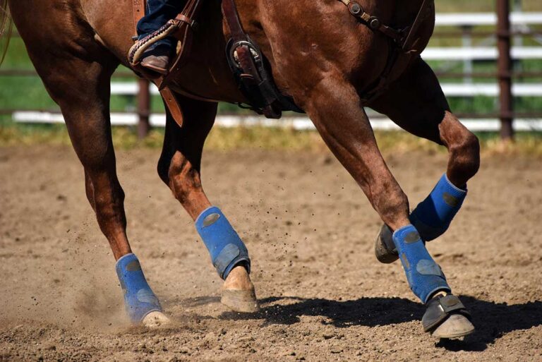 The Different Types of Leg Protection for Horses - My New Horse