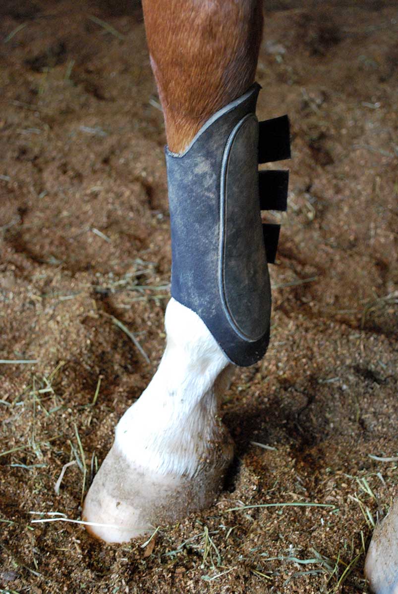 The Different Types of Leg Protection for Horses - My New Horse