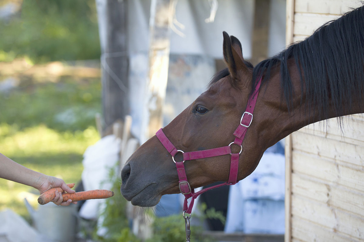 How To Catch a Horse in a Field - My New Horse