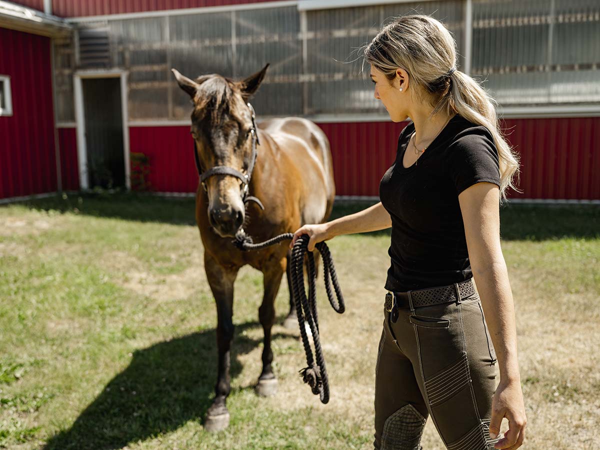 How To Catch a Horse in a Field - My New Horse