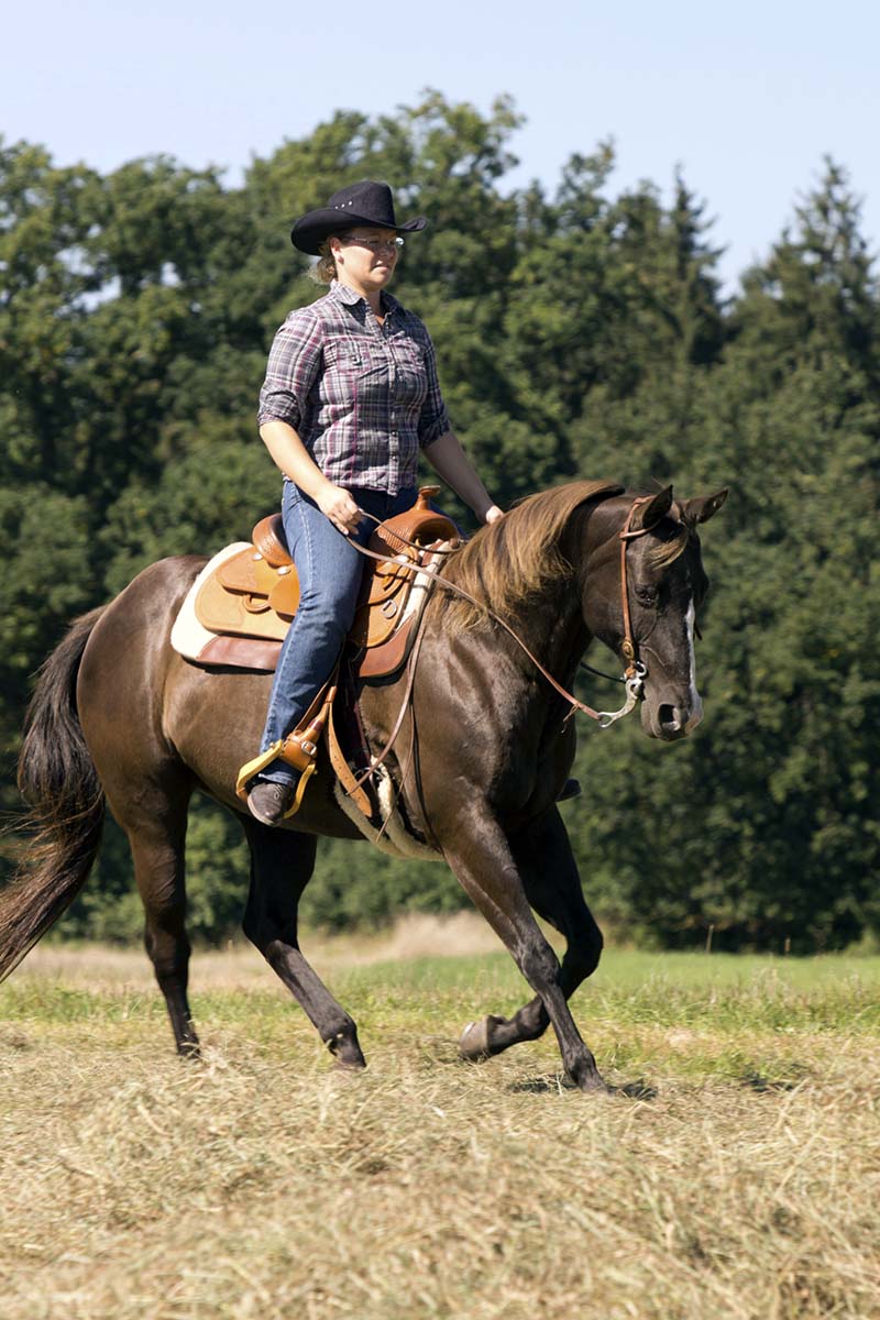The Art of Horse Gaits: A Basic Guide to Equine Movement - My New Horse