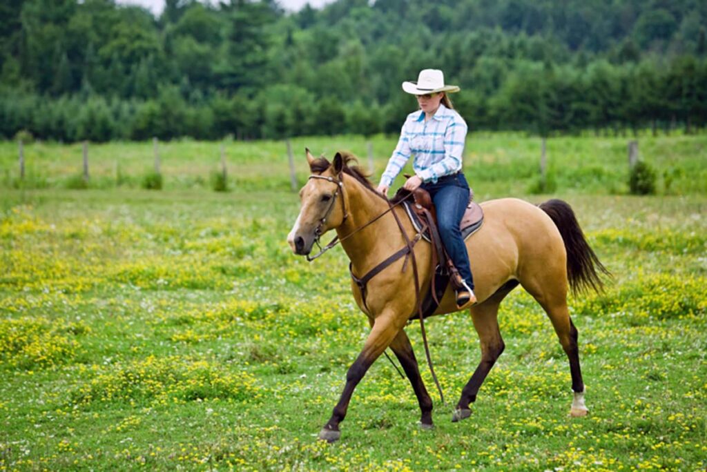 The Art of Horse Gaits: A Basic Guide to Equine Movement - My New Horse