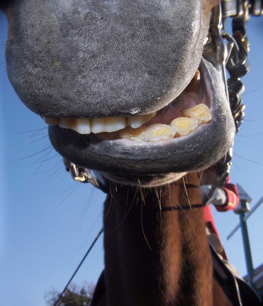 Caring for Equine Teeth: Why Your Horse Needs Dental Exams - My New Horse